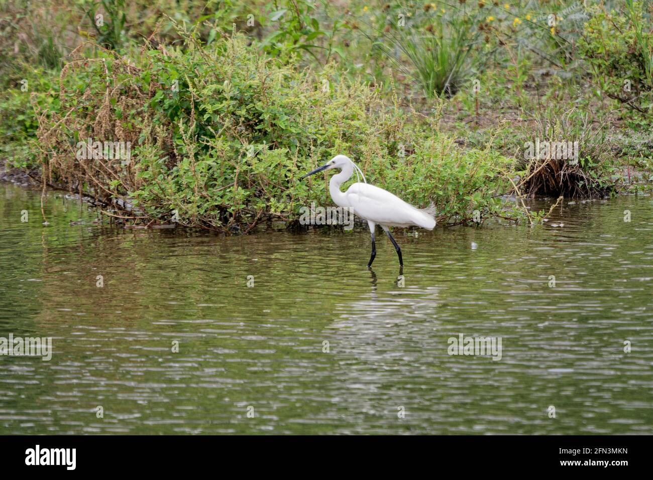 Nature daytime hi-res stock photography and images - Alamy