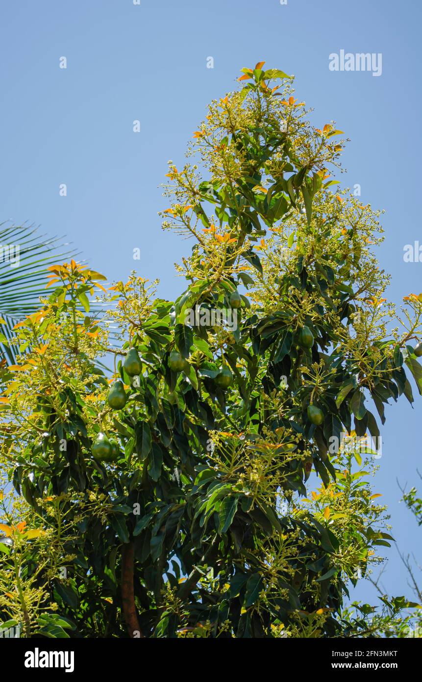 Gwen avocado hi-res stock photography and images - Alamy