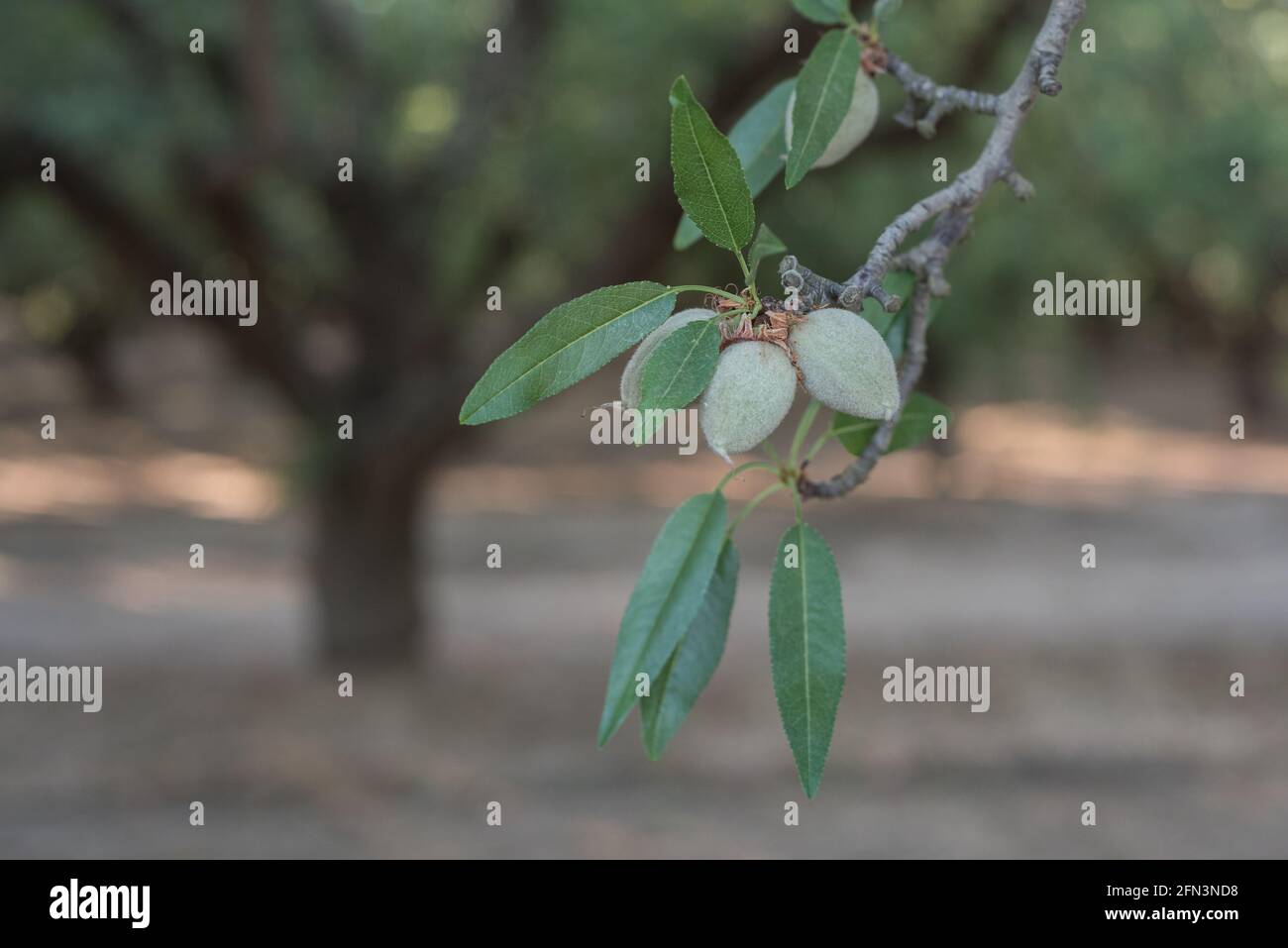 Almond orchard hi-res stock photography and images - Alamy