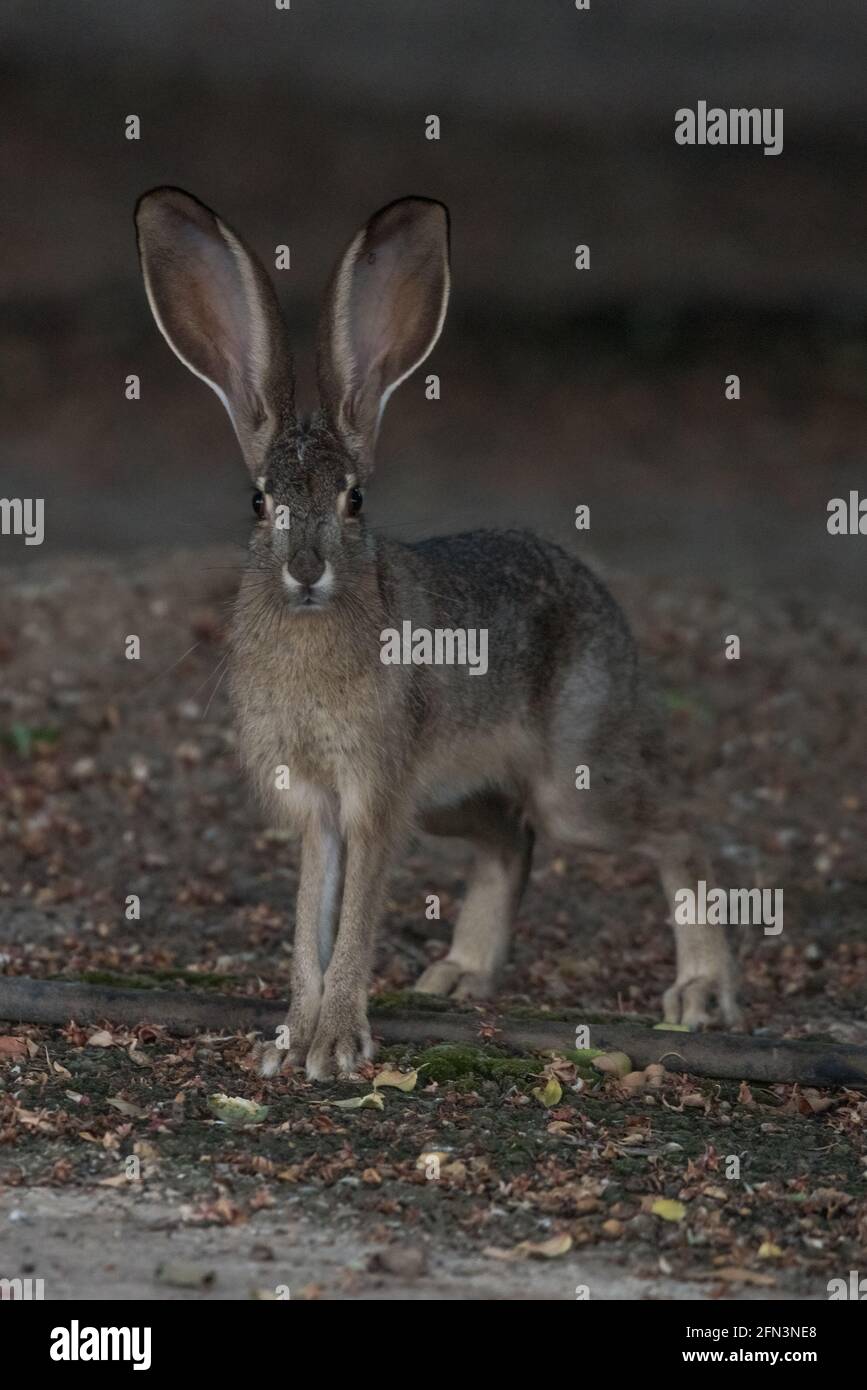 A black tailed jackrabbit (Lepus californicus) from San Joaquin ...