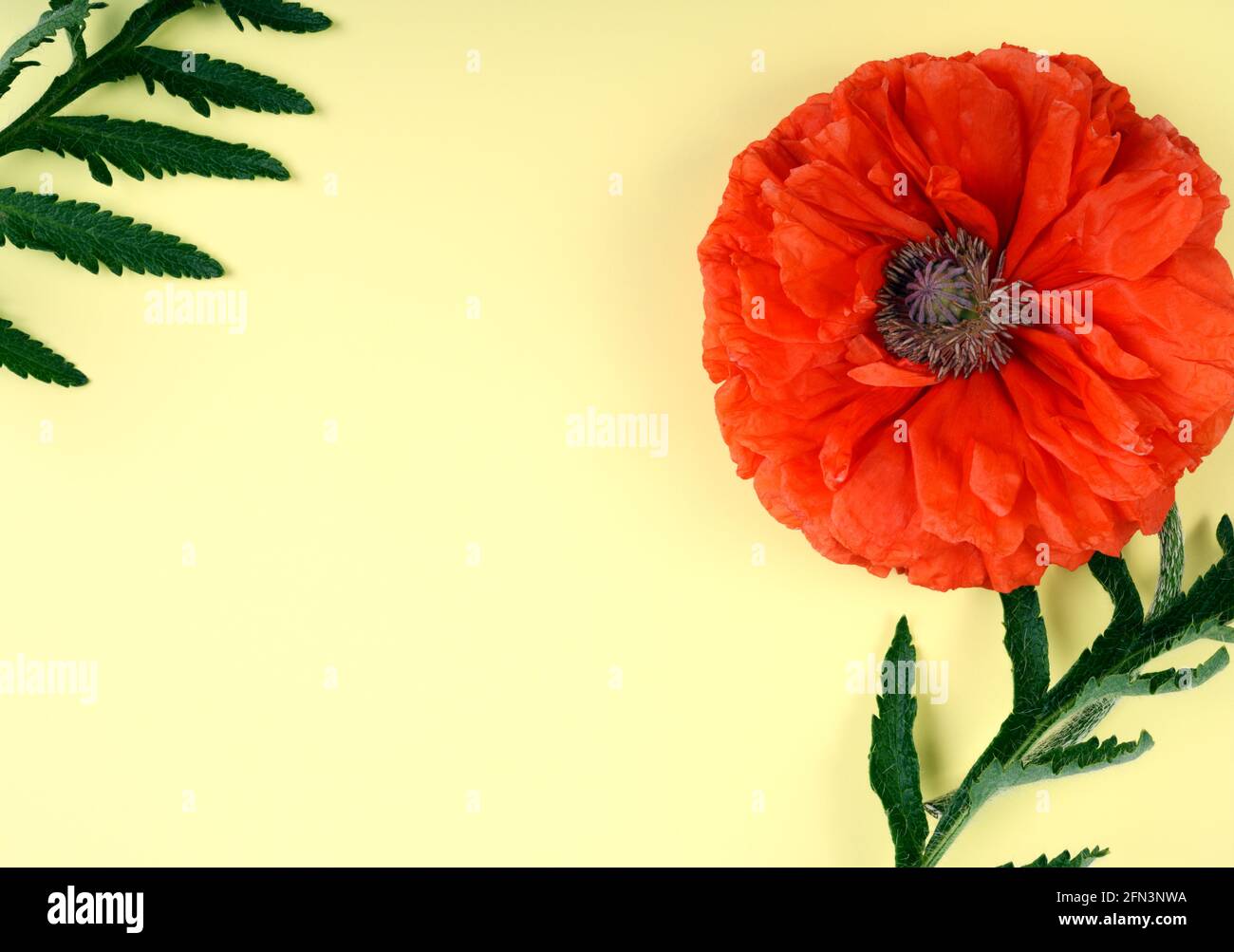 Red poppy papaver with green leaves on a yellow background paper ...