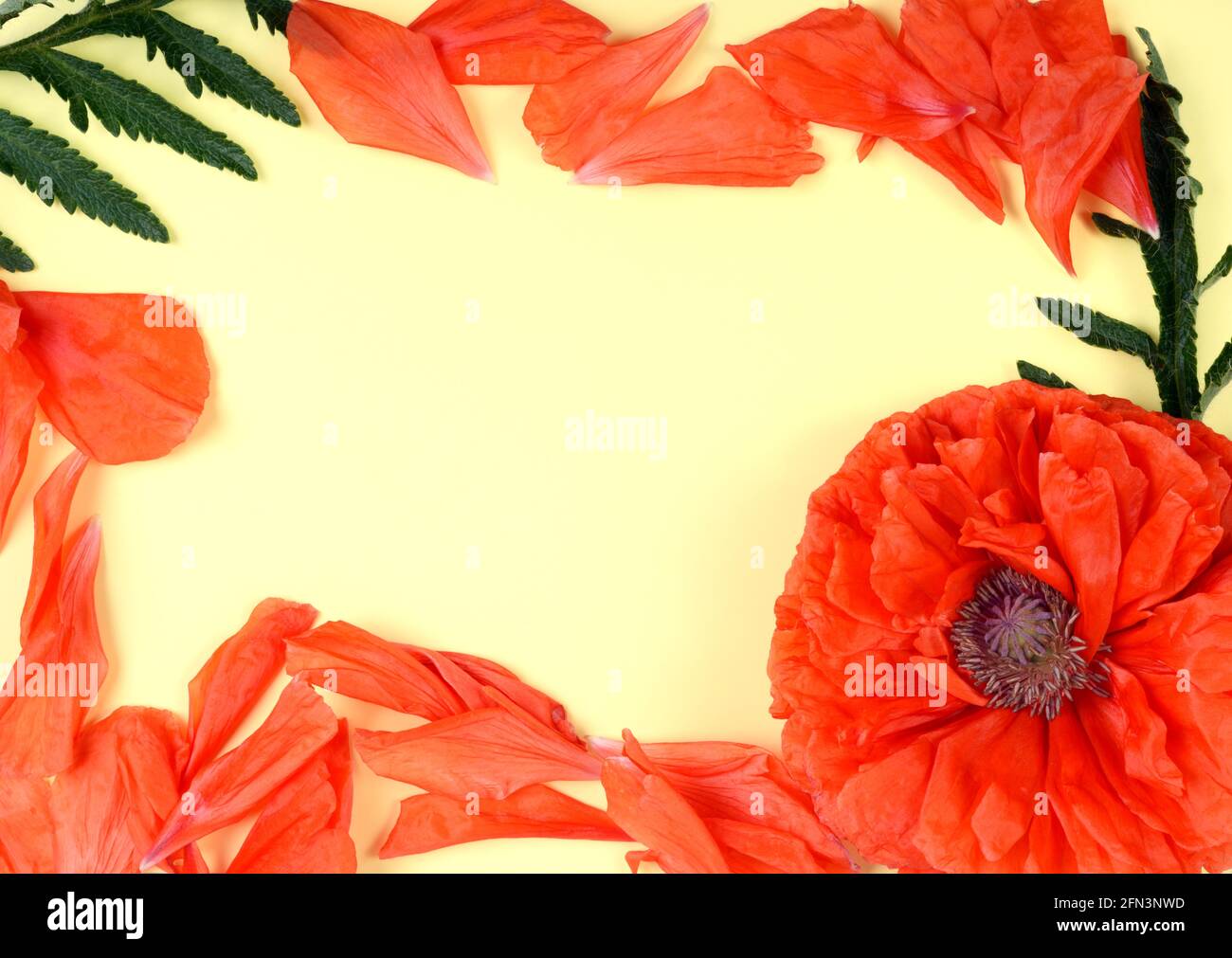 Red poppy papaver and petals on a yellow background paper. Border ...