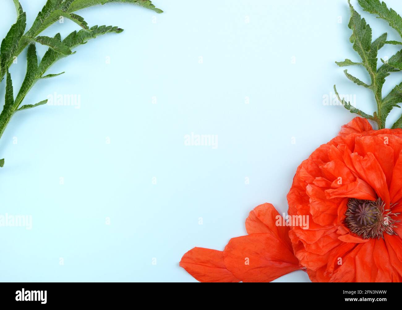 Red poppy papaver on a blue background paper. Border floral design with ...