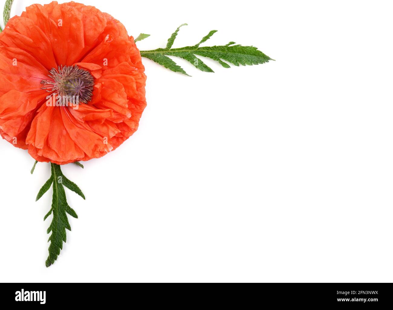 Red poppy papaver on a white background . Border floral design with a ...