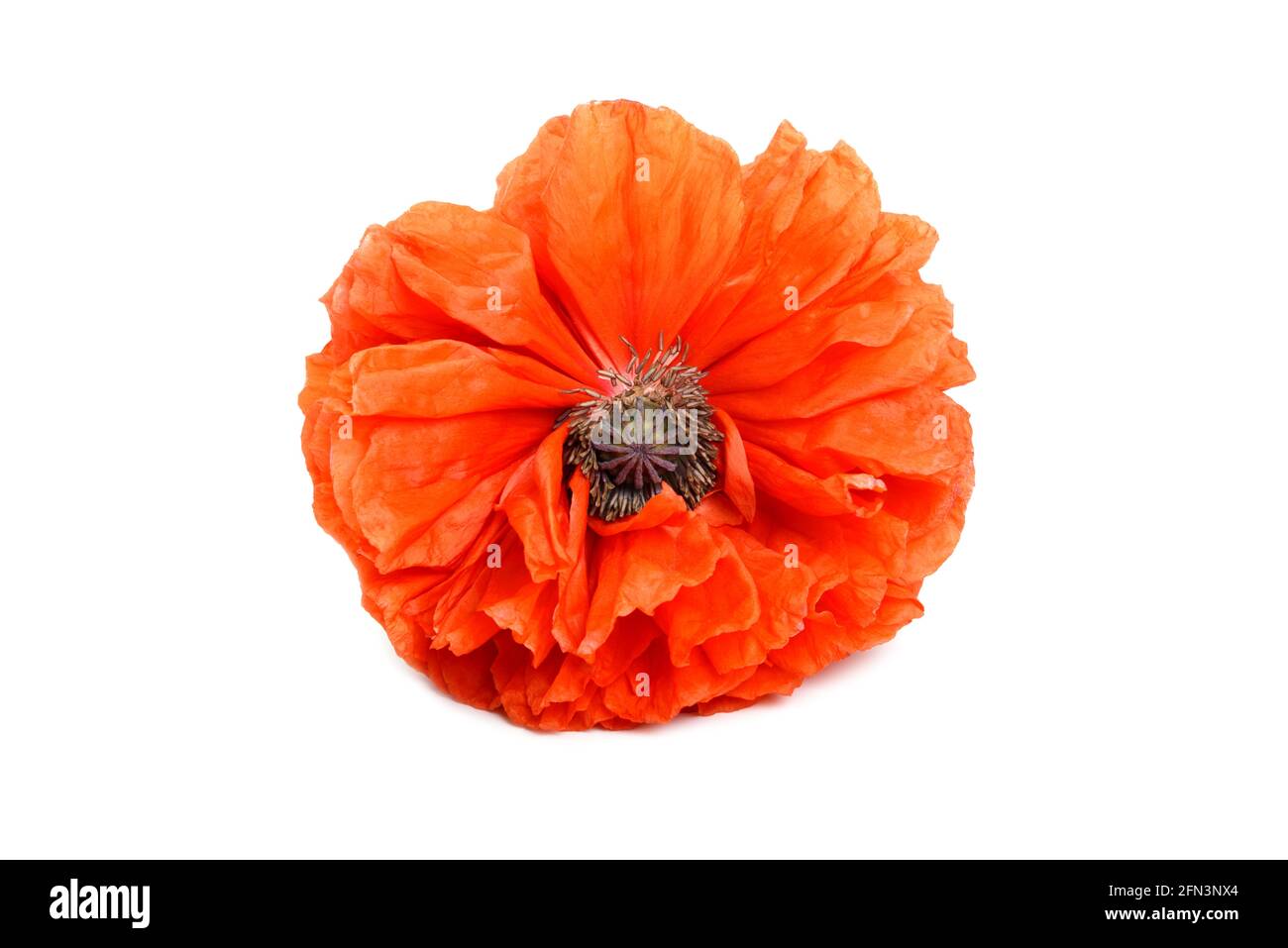 Red poppie papaver on a white background . Border floral design with a ...