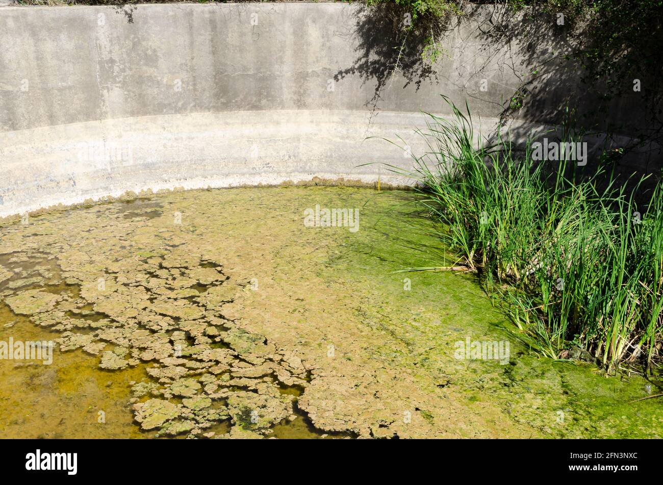 Stagnant water bacteria hi-res stock photography and images - Alamy