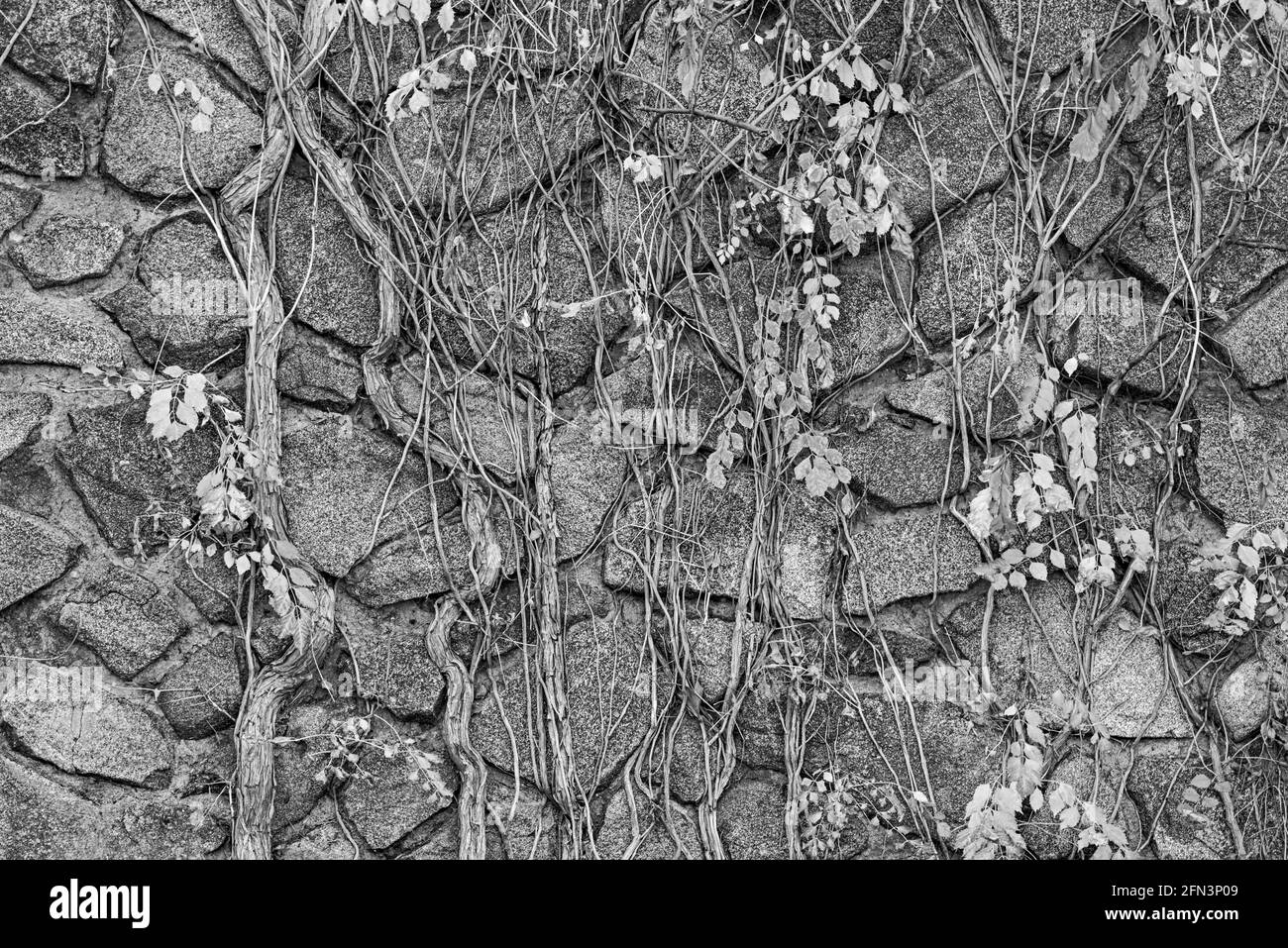 Vines growing on Black and White Stock Photos & Images - Alamy