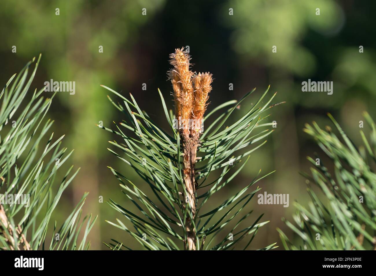 Twig shoots hi-res stock photography and images - Alamy