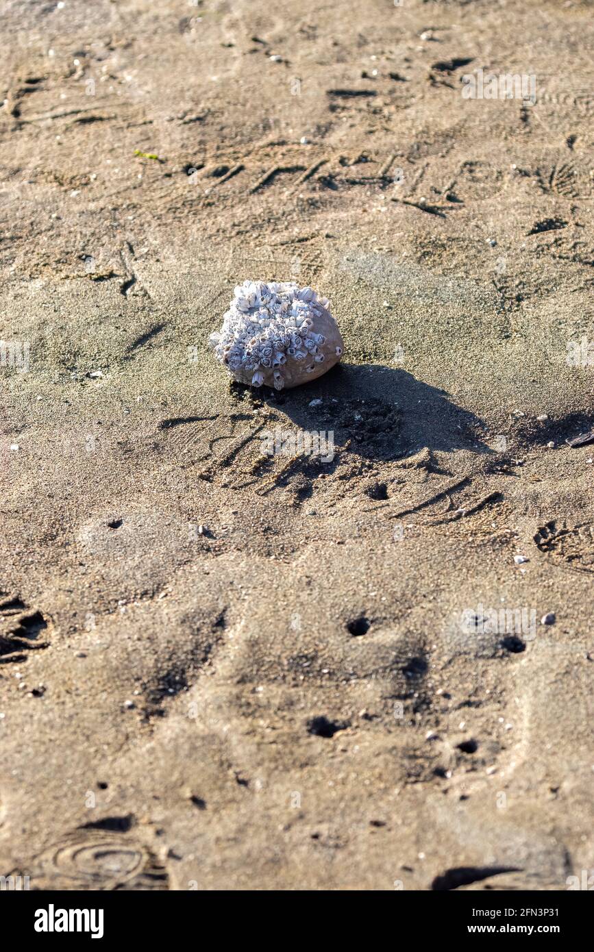 Shell covered crustacean hi-res stock photography and images - Alamy