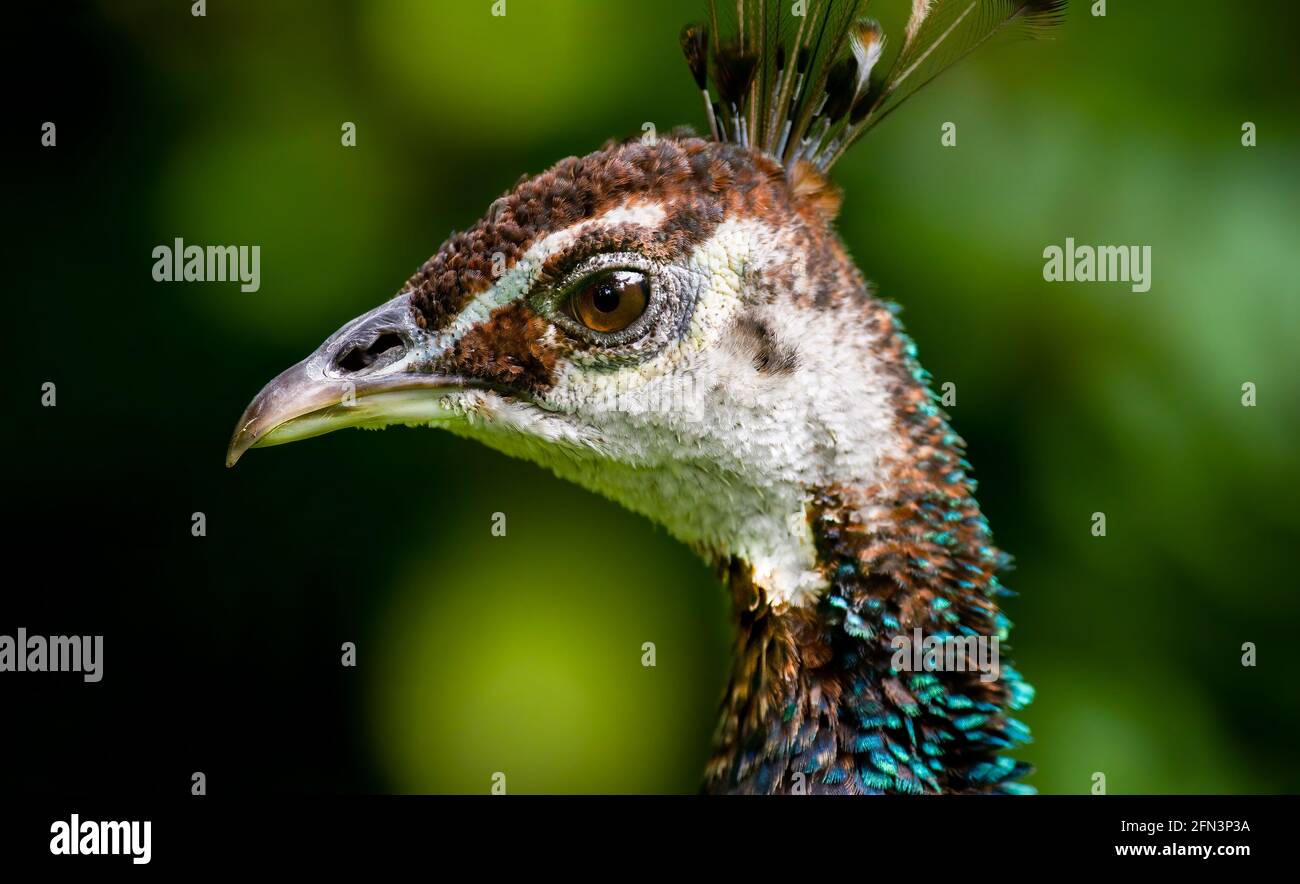 A Profile Closeup Of A Female Peacock Stock Photo - Alamy