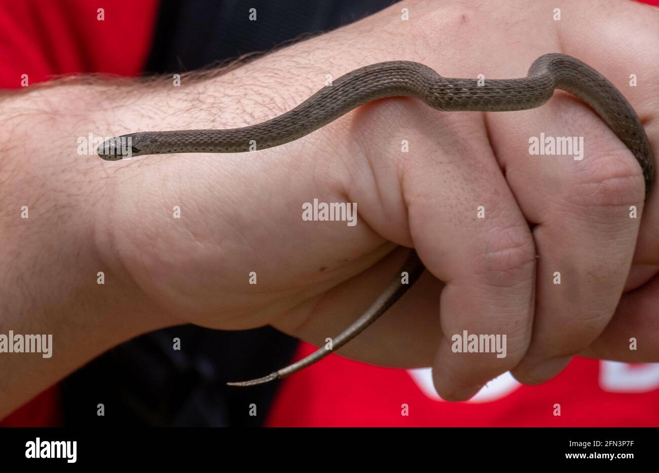 Closeup shot of a man with a young snake in his hand Stock Photo - Alamy