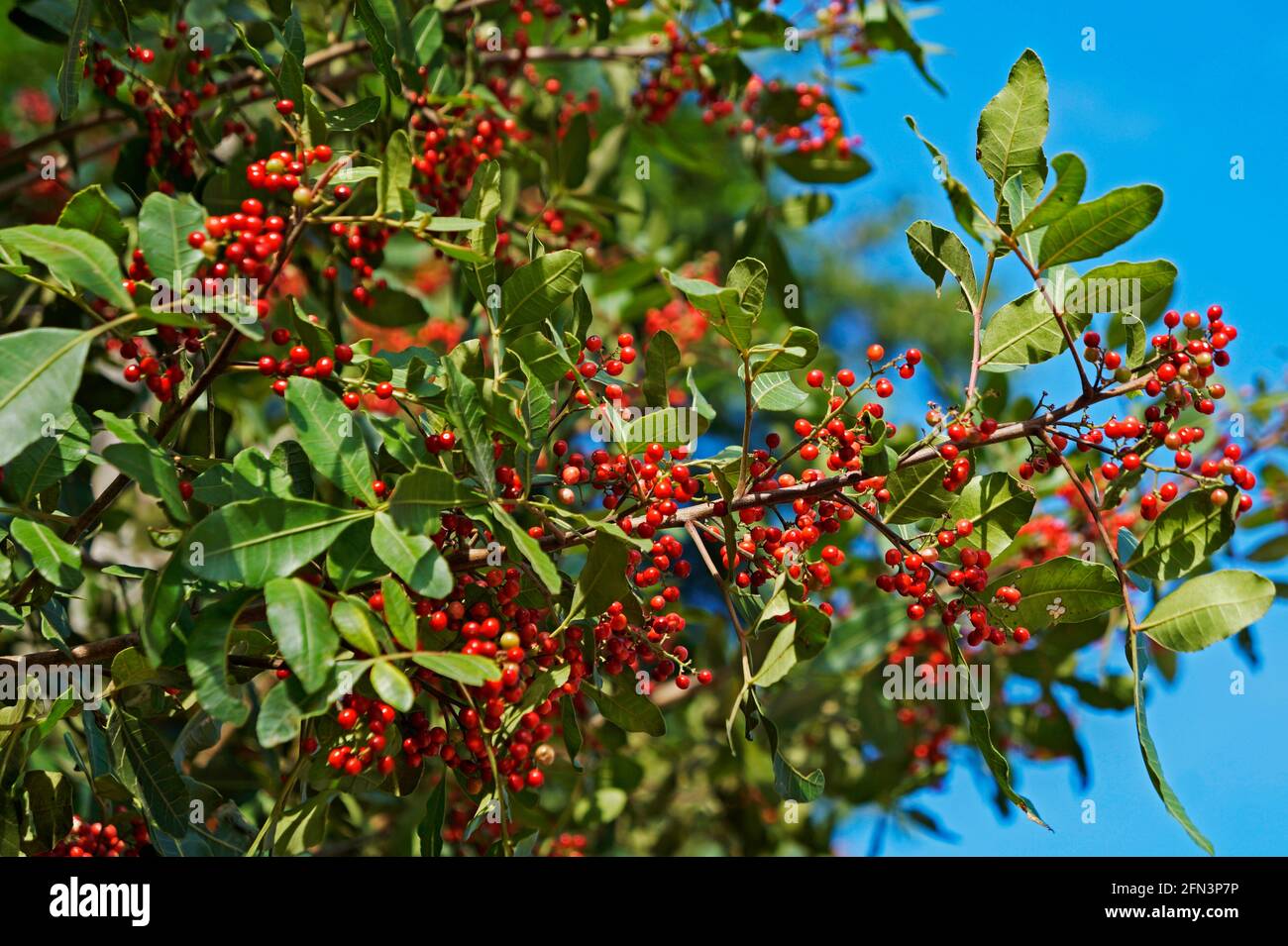 Brazilian peppertree (Schinus terebinthifolius), Rio Stock Photo - Alamy