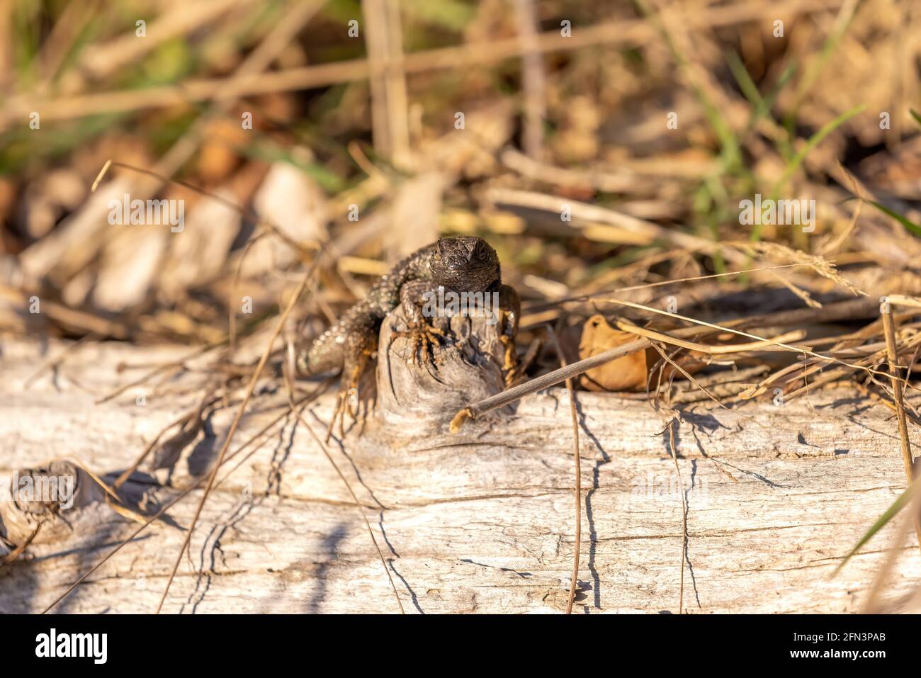 northern aligator lizard on a log with dead grasses Stock Photo - Alamy