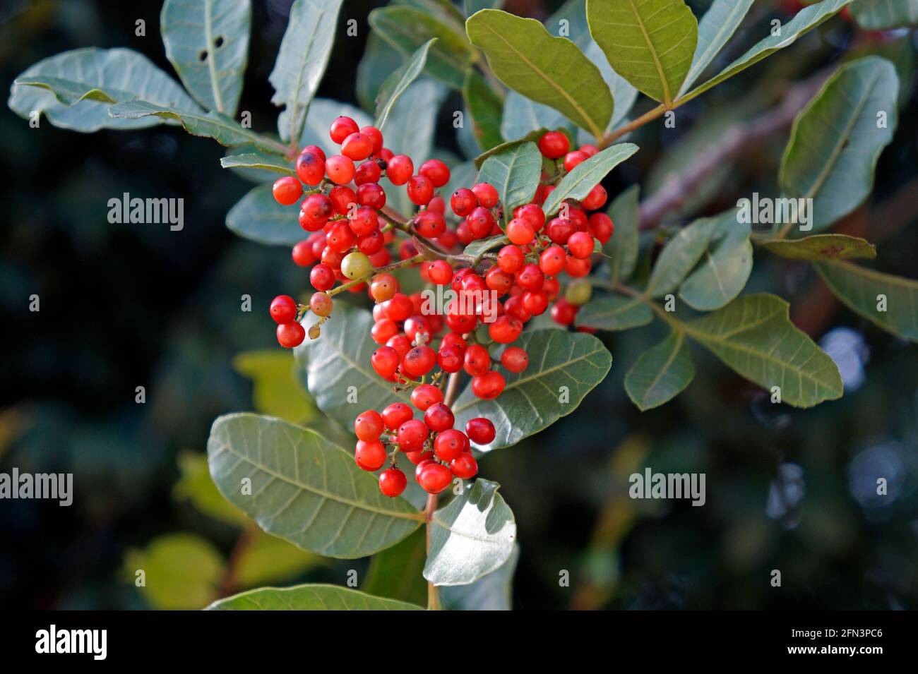Brazilian peppertree (Schinus terebinthifolius), Rio Stock Photo - Alamy