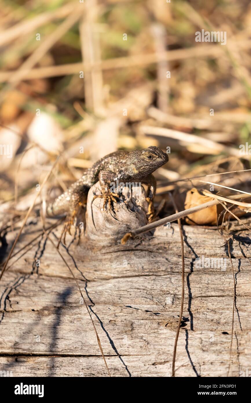 northern aligator lizard on a log with dead grasses Stock Photo - Alamy