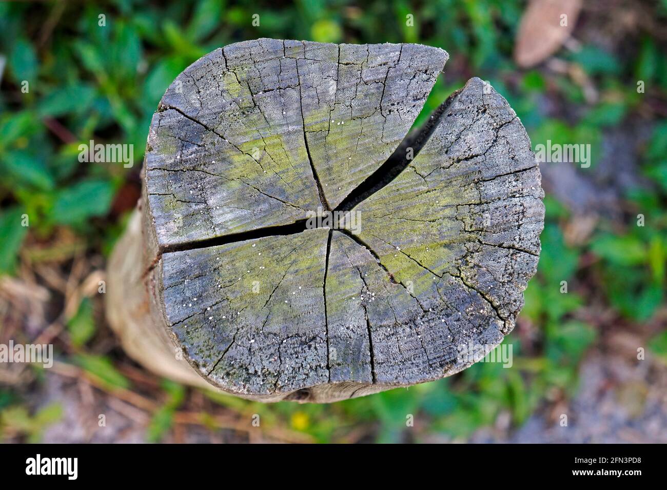 Cut tree trunk on tropical rainforest Stock Photo - Alamy