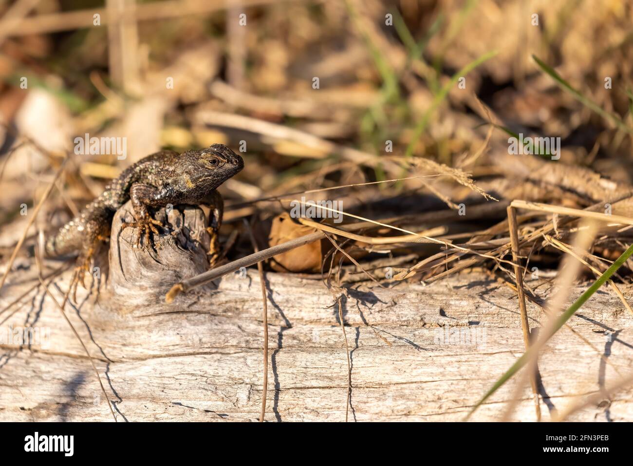 northern aligator lizard on a log with dead grasses Stock Photo - Alamy
