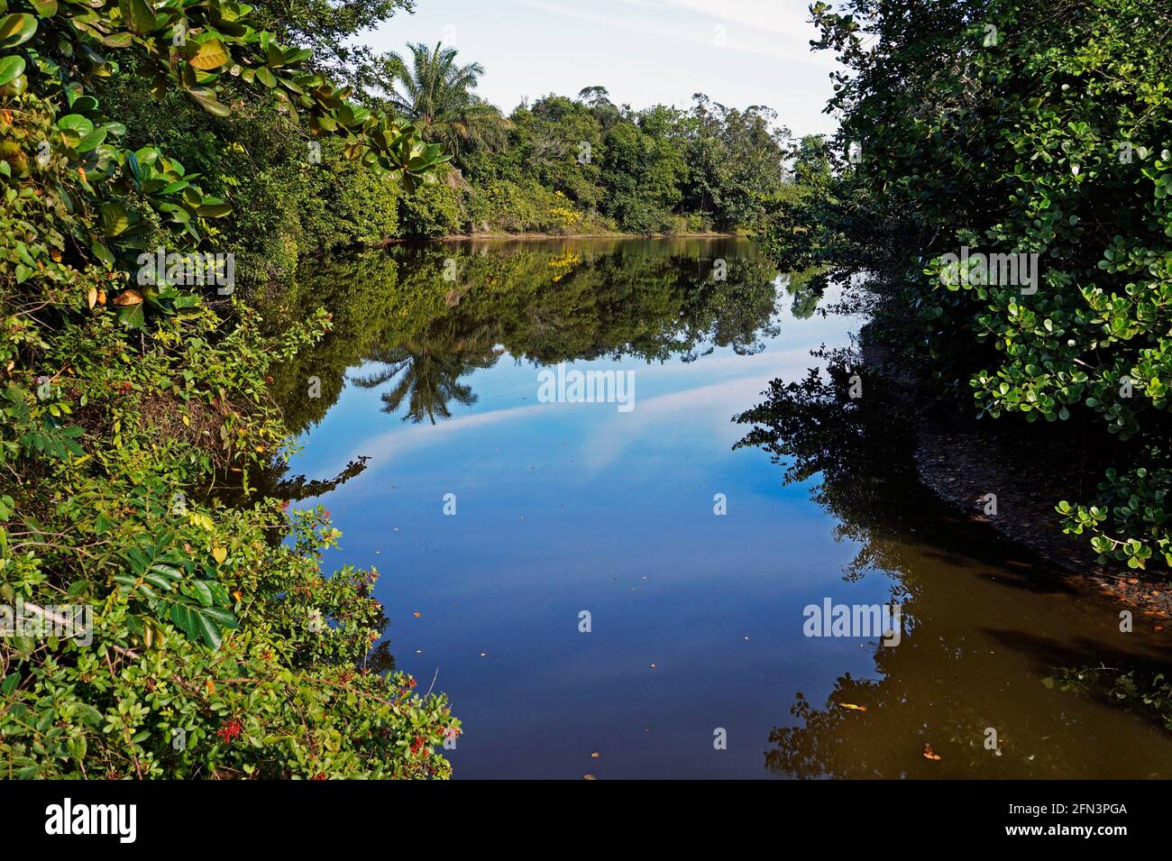 Tropical Landscape, Bosque da Barra, Rio de Janeiro Stock Photo - Alamy