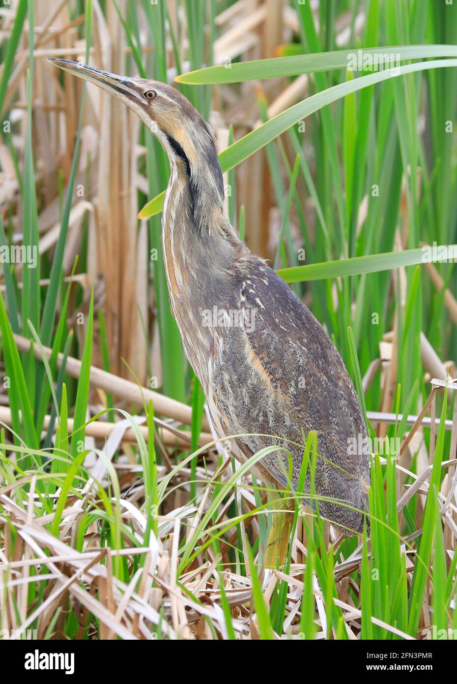 American Bittern in the swamp with green grass background, Quebec ...