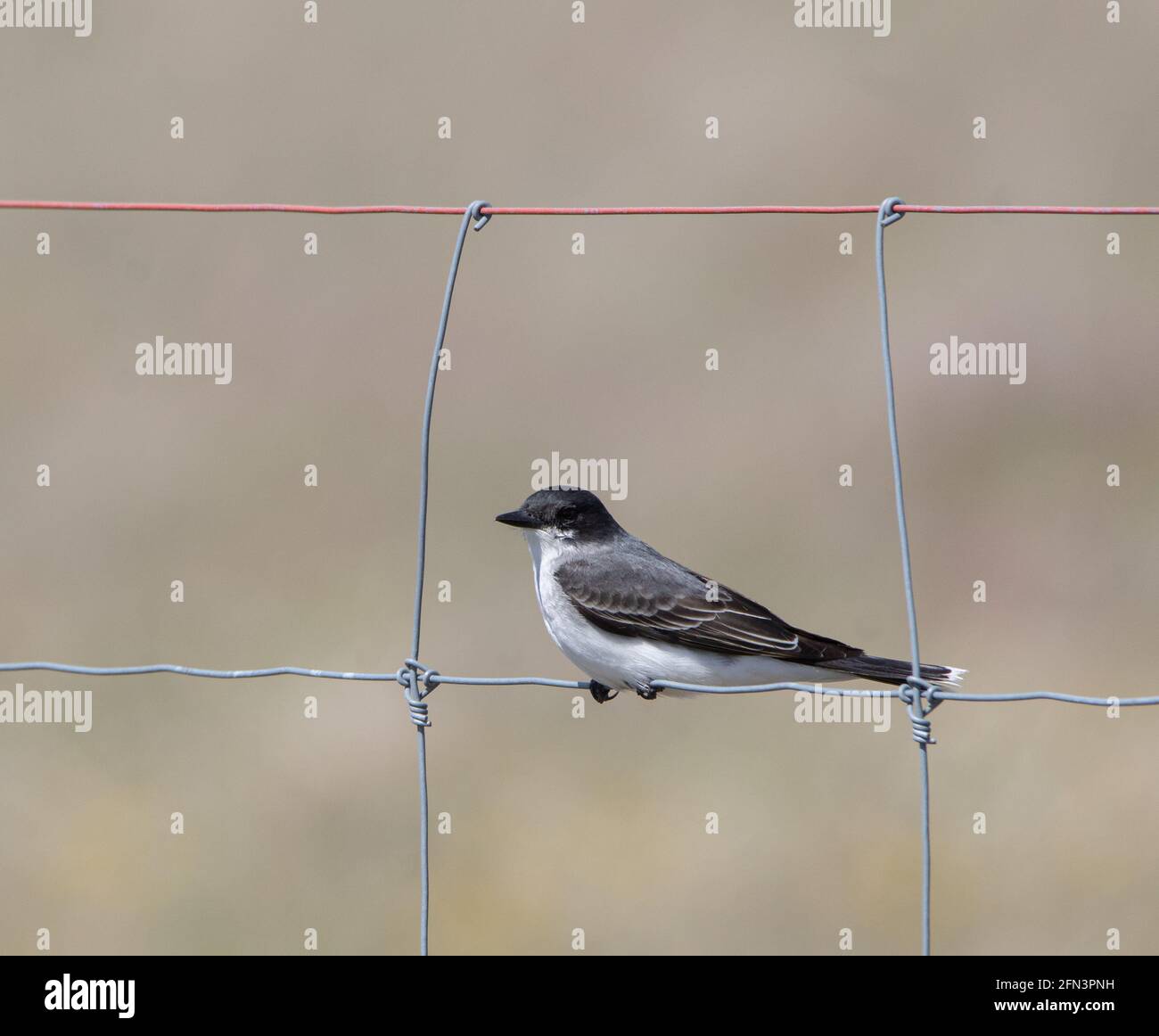 Ontario wildlife hi-res stock photography and images - Alamy