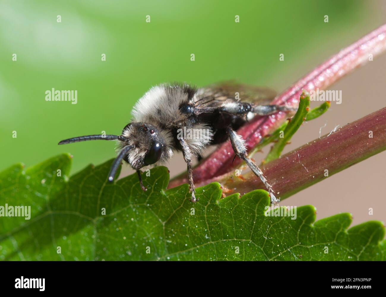Melecta Albifrons Common Mourning Bee Stock Photo - Alamy
