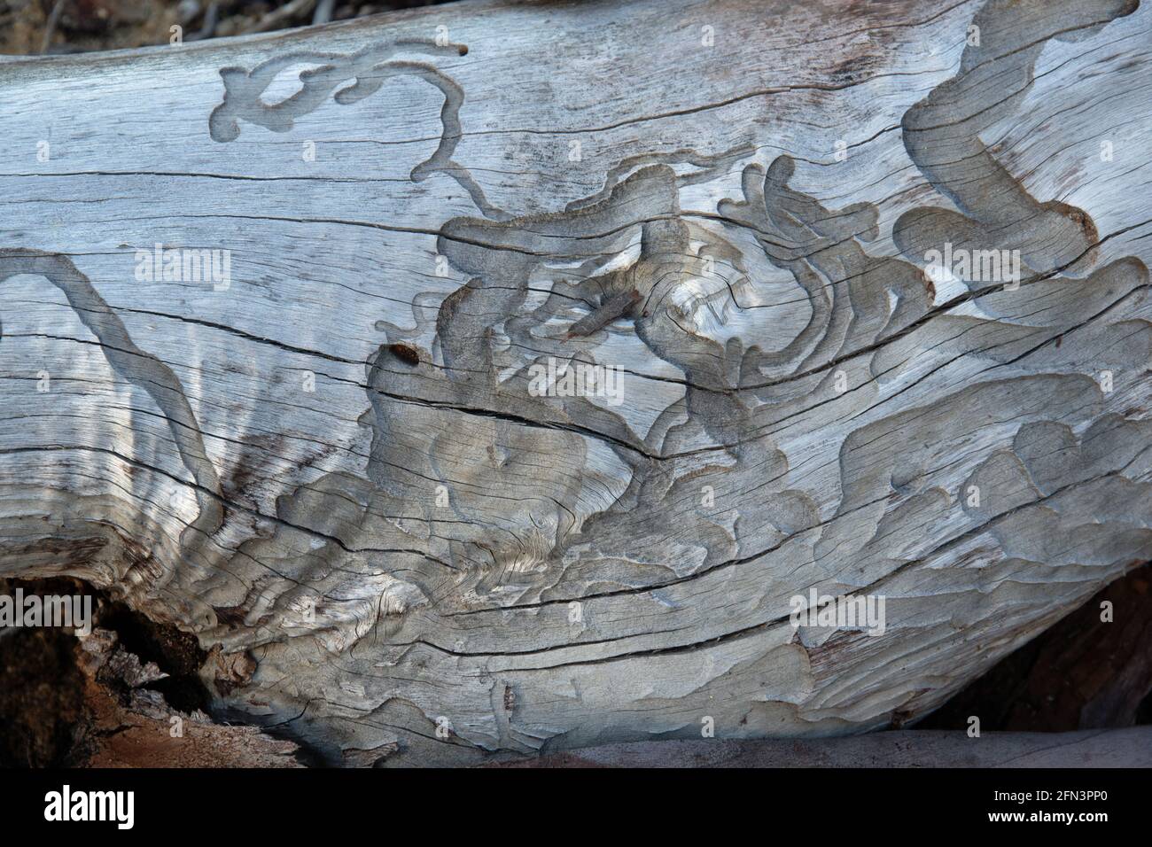 Inner Bark of Tree Showin Grooves Stock Photo - Alamy