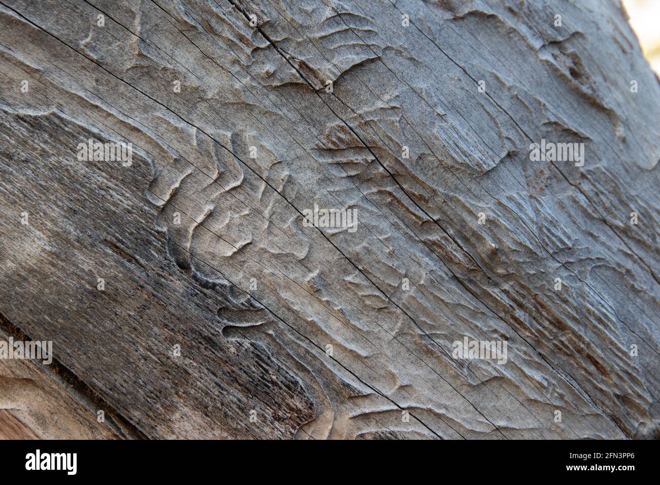 Inner Bark of Tree Showing Grooves Caused by Beetles Stock Photo - Alamy