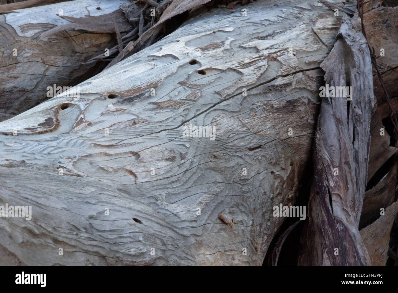 Inner Bark of Tree Showing Grooves Caused by Beetles Stock Photo - Alamy
