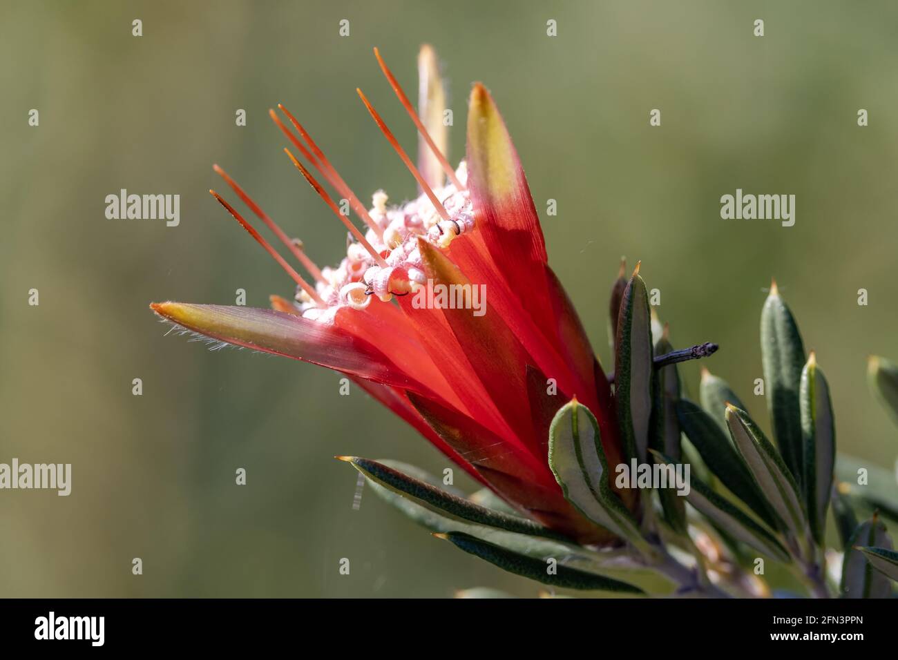 Lambertia formosa mountain devil hi-res stock photography and images ...