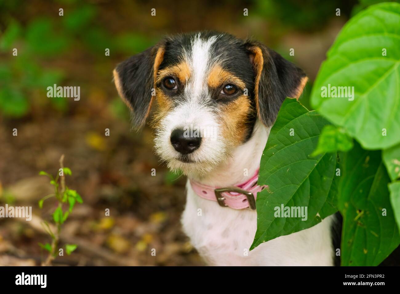 A Cute Shy Puppy Dog Is Out In Nature Stock Photo - Alamy
