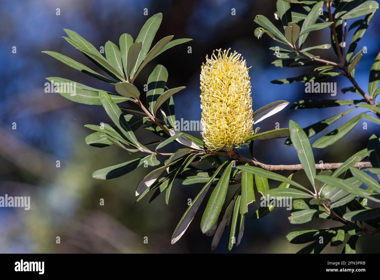 Banksia integrifolia tree hi-res stock photography and images - Alamy