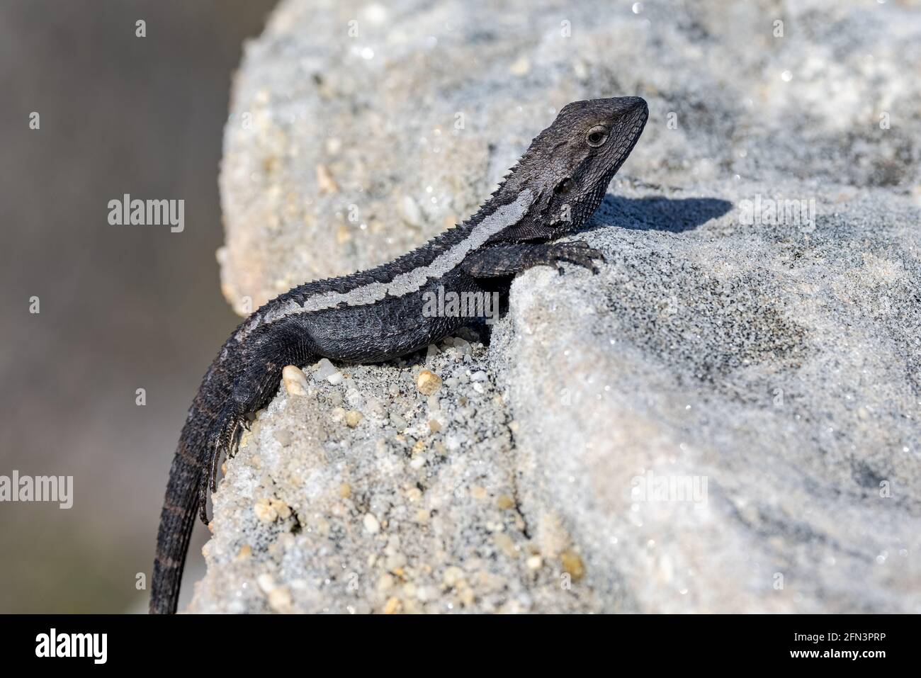 Jacky Lizard or Tree Dragon Stock Photo - Alamy