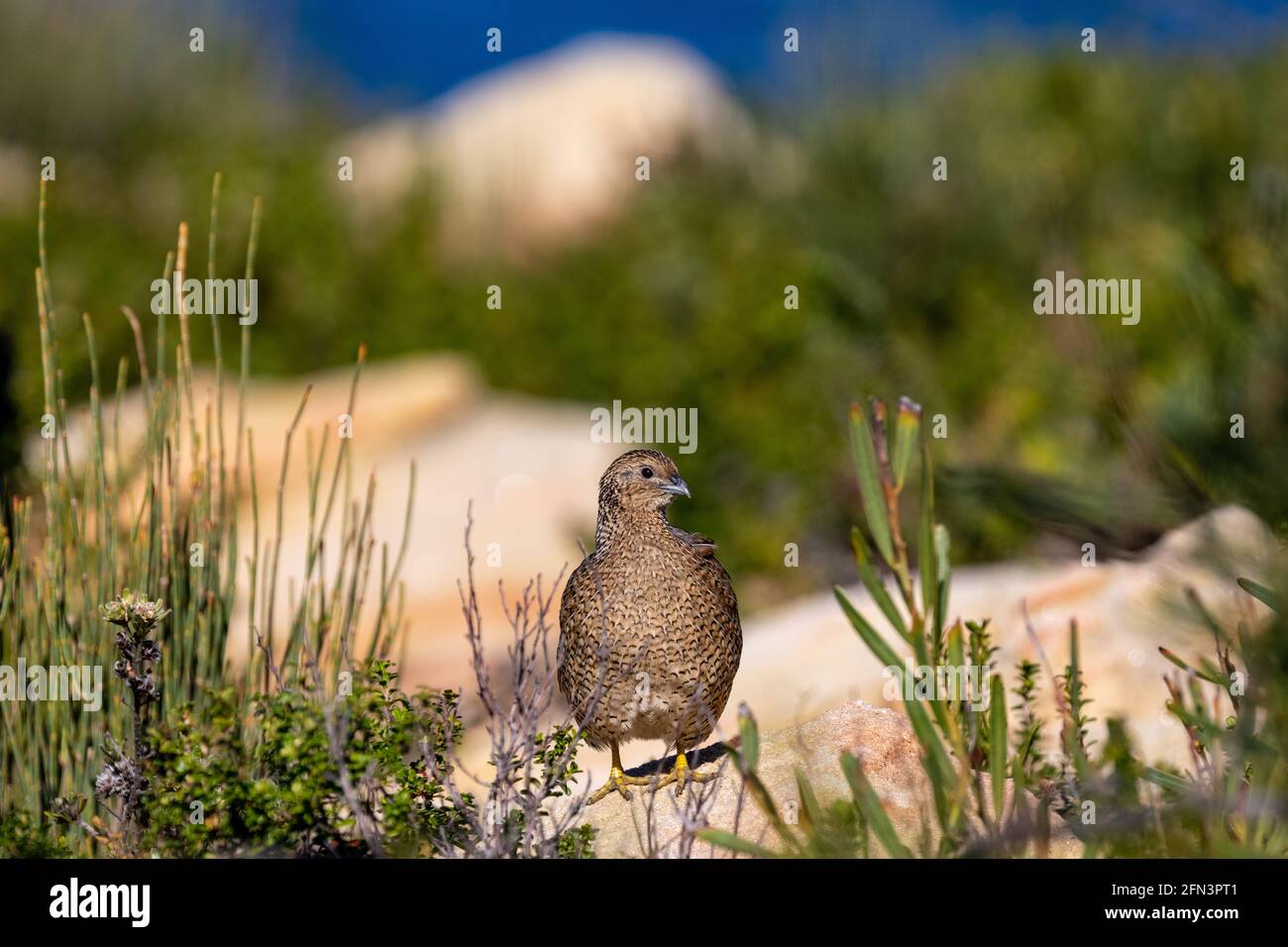 Brown quail coturnix ypsilophora hi-res stock photography and images ...