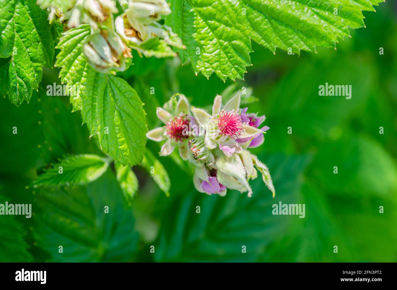 Black raspberry leaves hi-res stock photography and images - Alamy