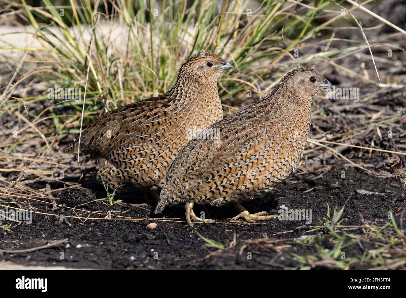 Brown quail australia hi-res stock photography and images - Alamy