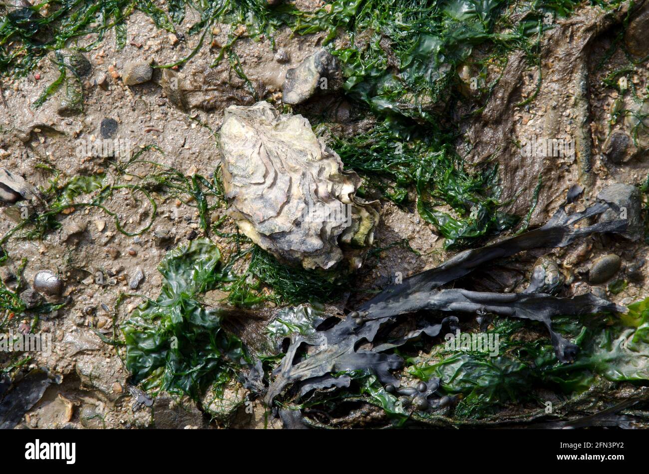 Seashore shell hi-res stock photography and images - Alamy