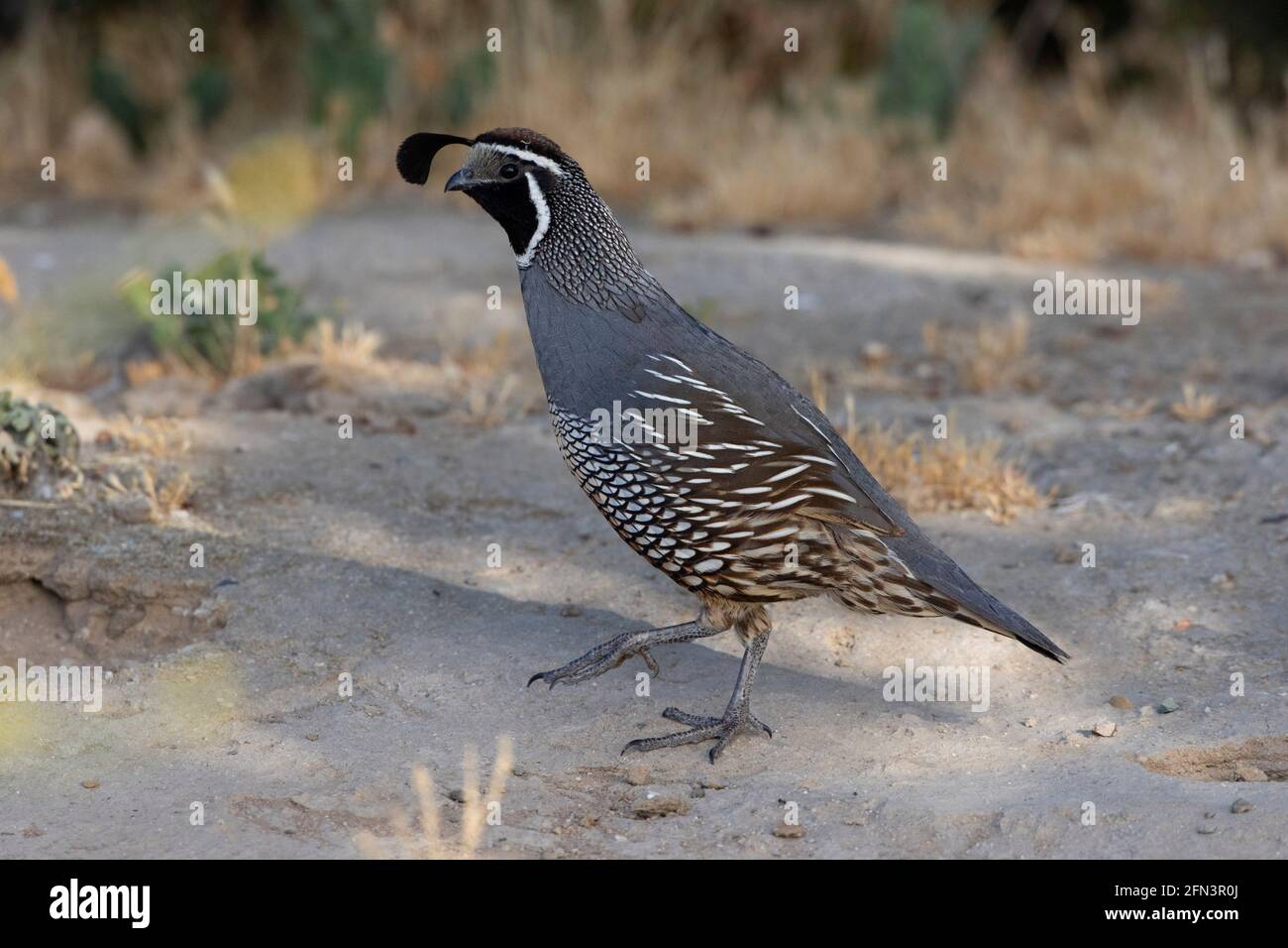 California Quail rooster, Callipepla californica, in San Joaquin Valley ...
