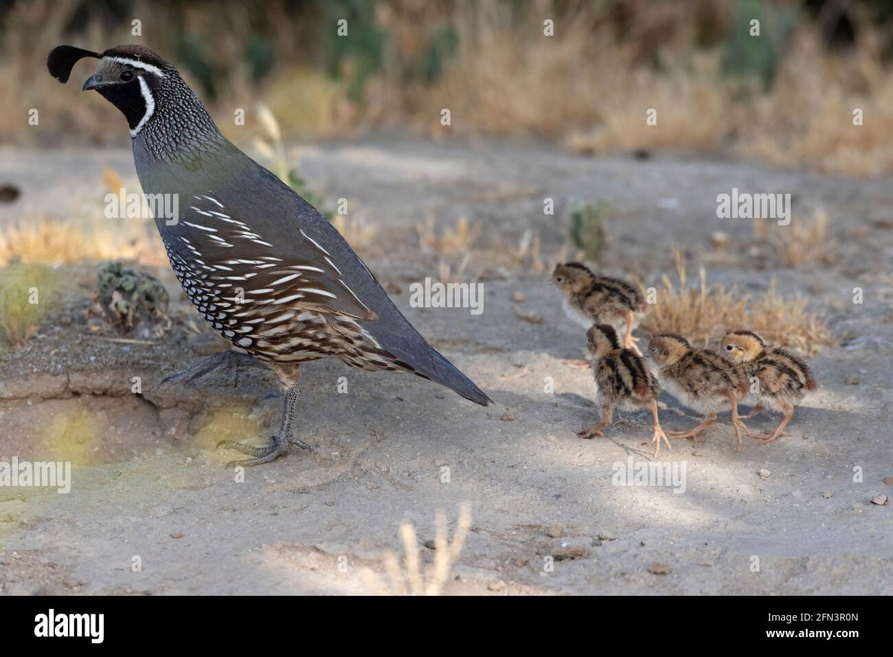 California Quail, Callipepla californica, rooster leading newly-hatched ...