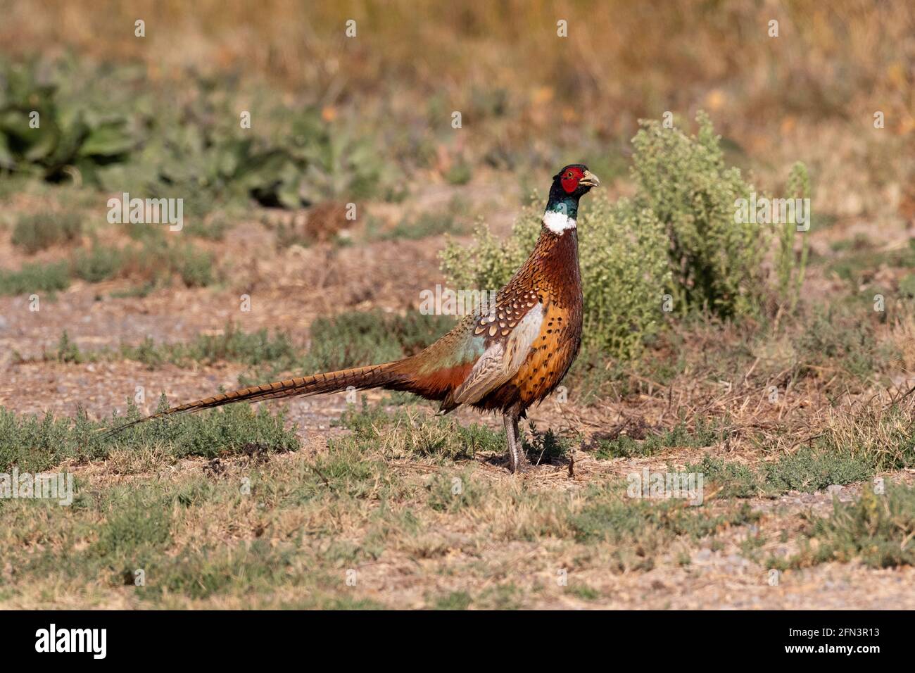 Ring-necked Pheasant, Phasianus colchicus, rooster, San Joaquin Valley ...