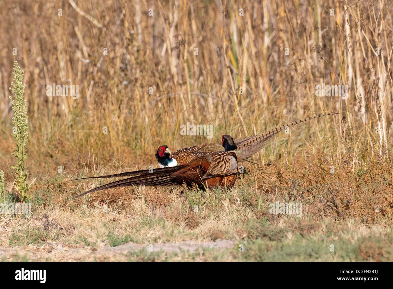Ring necked pheasant roosters hi-res stock photography and images - Alamy