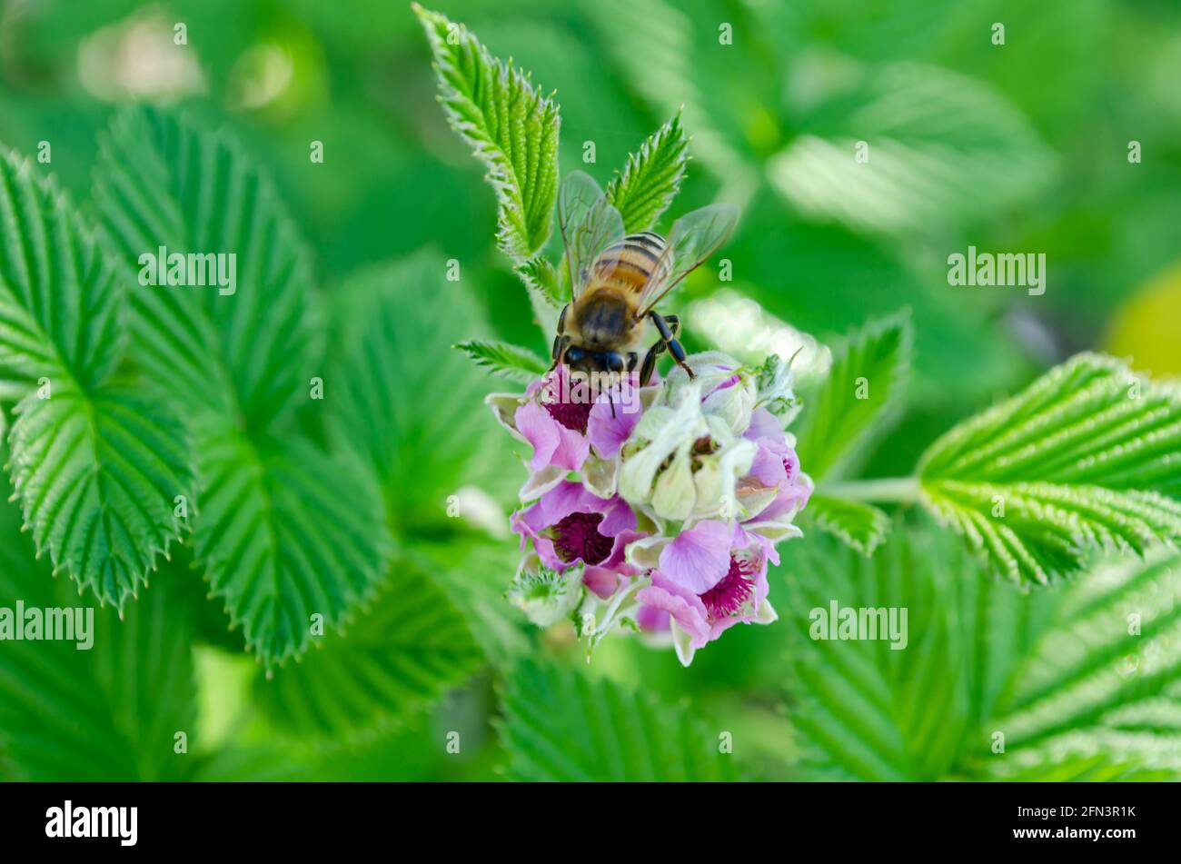Bee Pollinating Raspberry Flowers Stock Photo - Alamy
