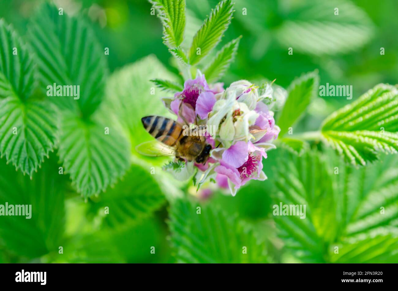 Bee On Raspberry Flowers Stock Photo - Alamy