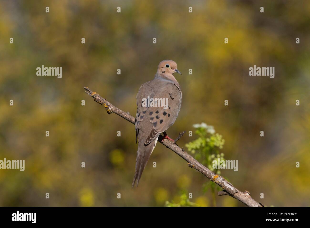 Mourning Dove, adult male, Zenaida macroura, San Joaquin Valley, Merced ...