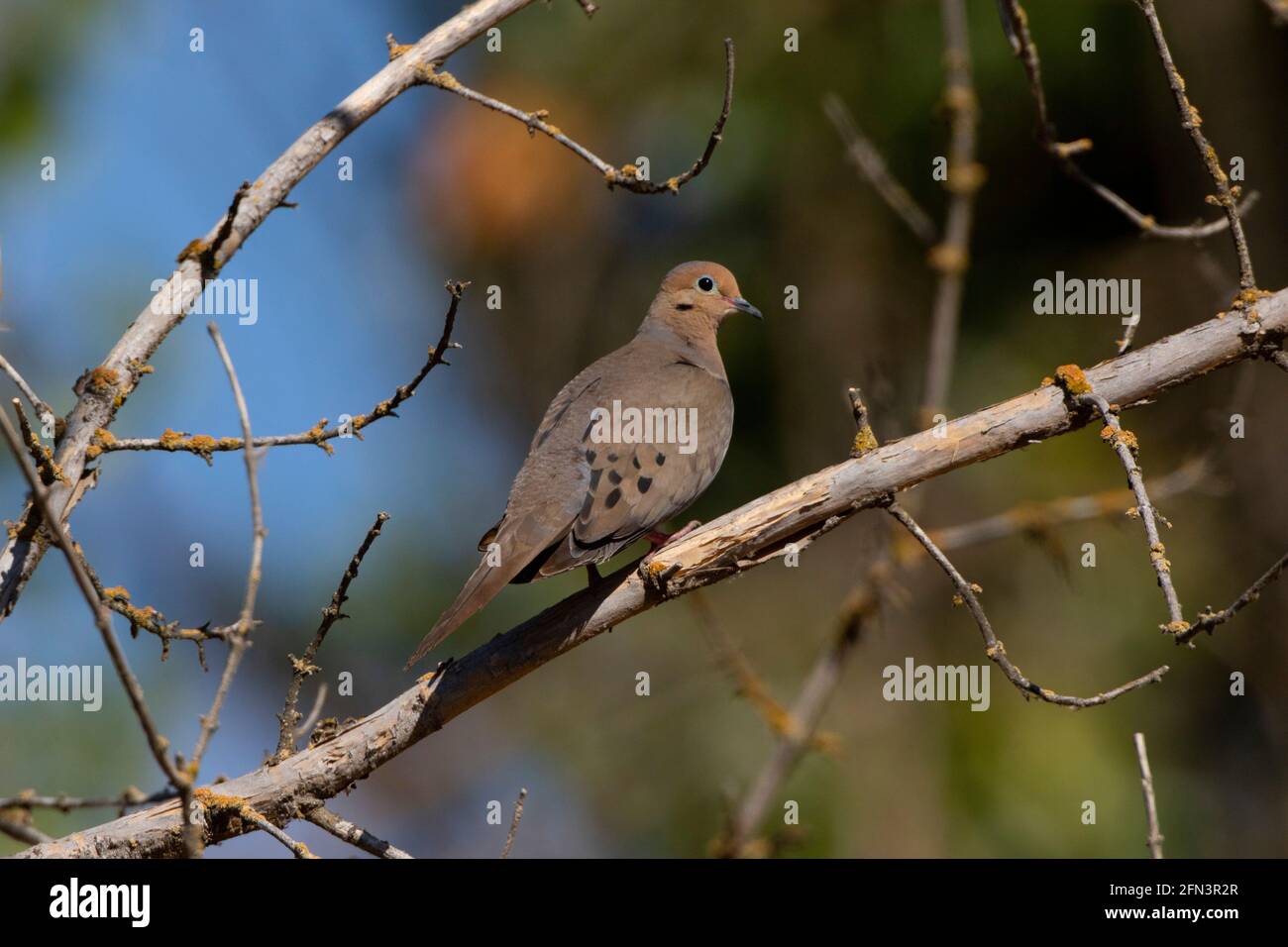 Mourning Dove, adult male, Zenaida macroura, migratory, San Joaquin ...