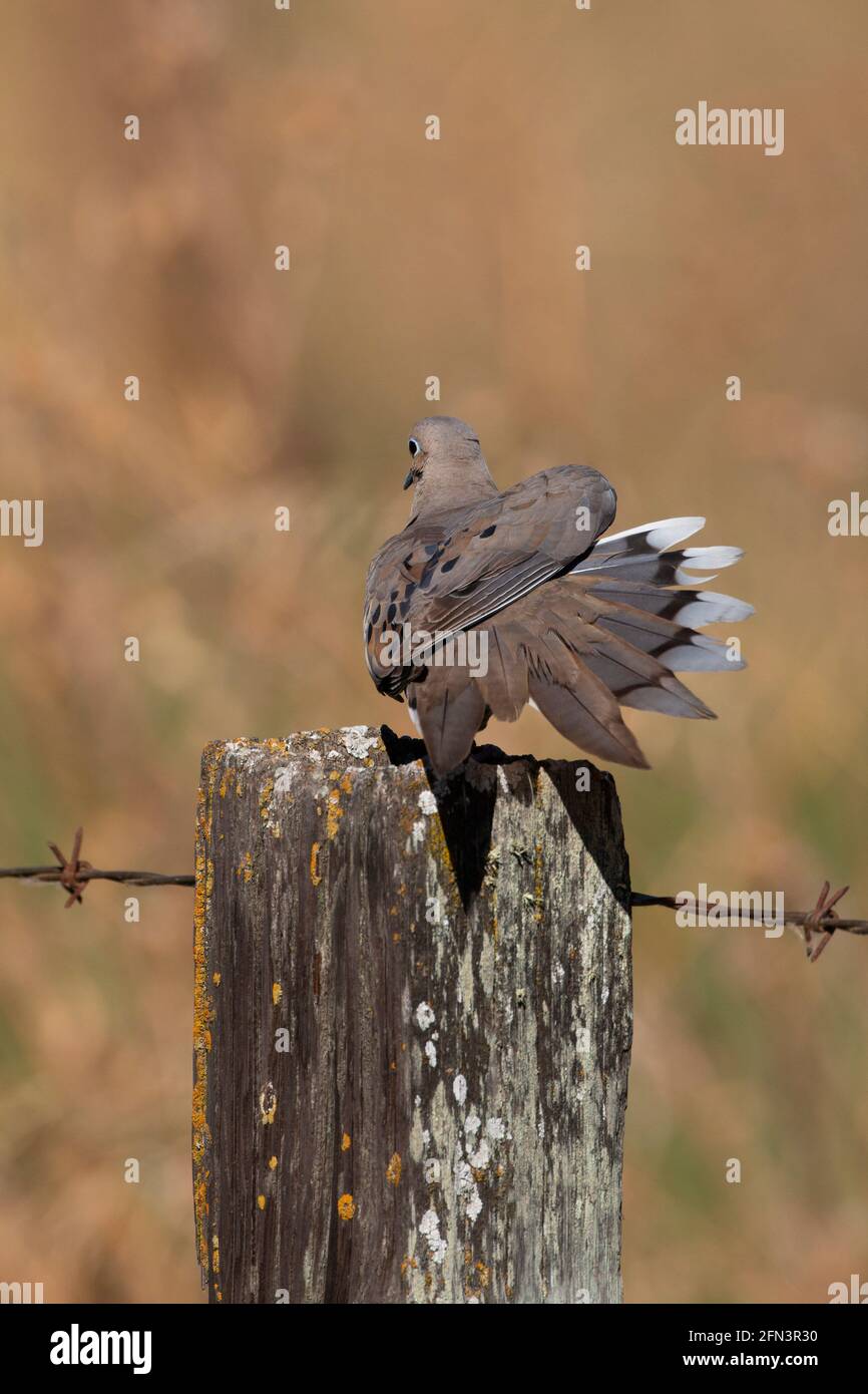 Mourning Dove spreads tail feathers, Zenaida macroura, San Joaquin ...