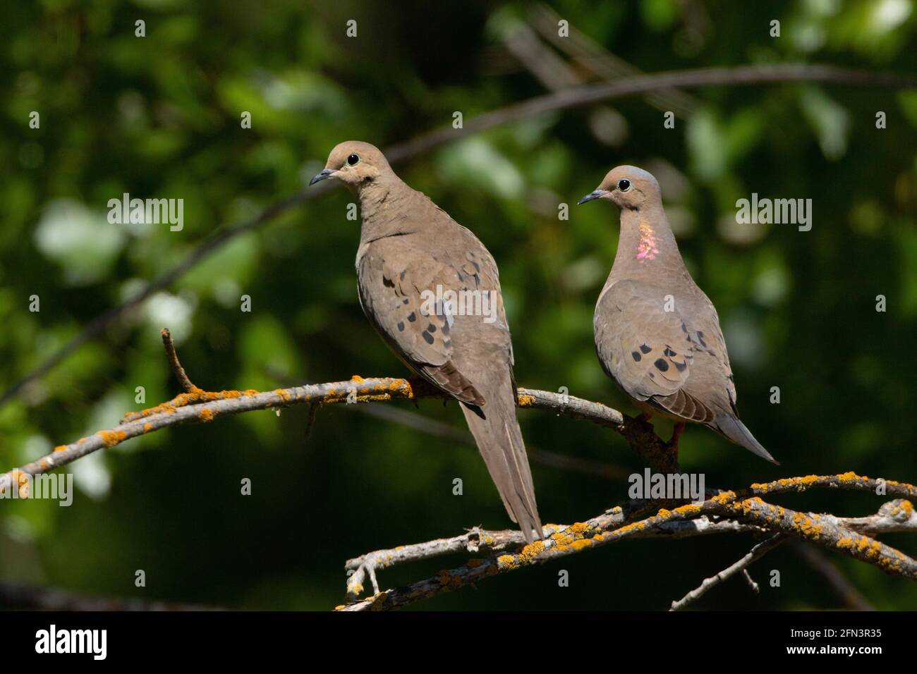 Mourning dove pair hi-res stock photography and images - Alamy