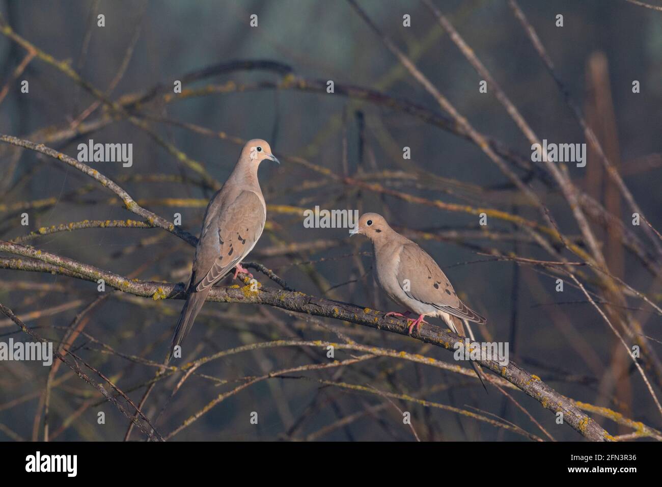 Mourning dove pair hi-res stock photography and images - Alamy