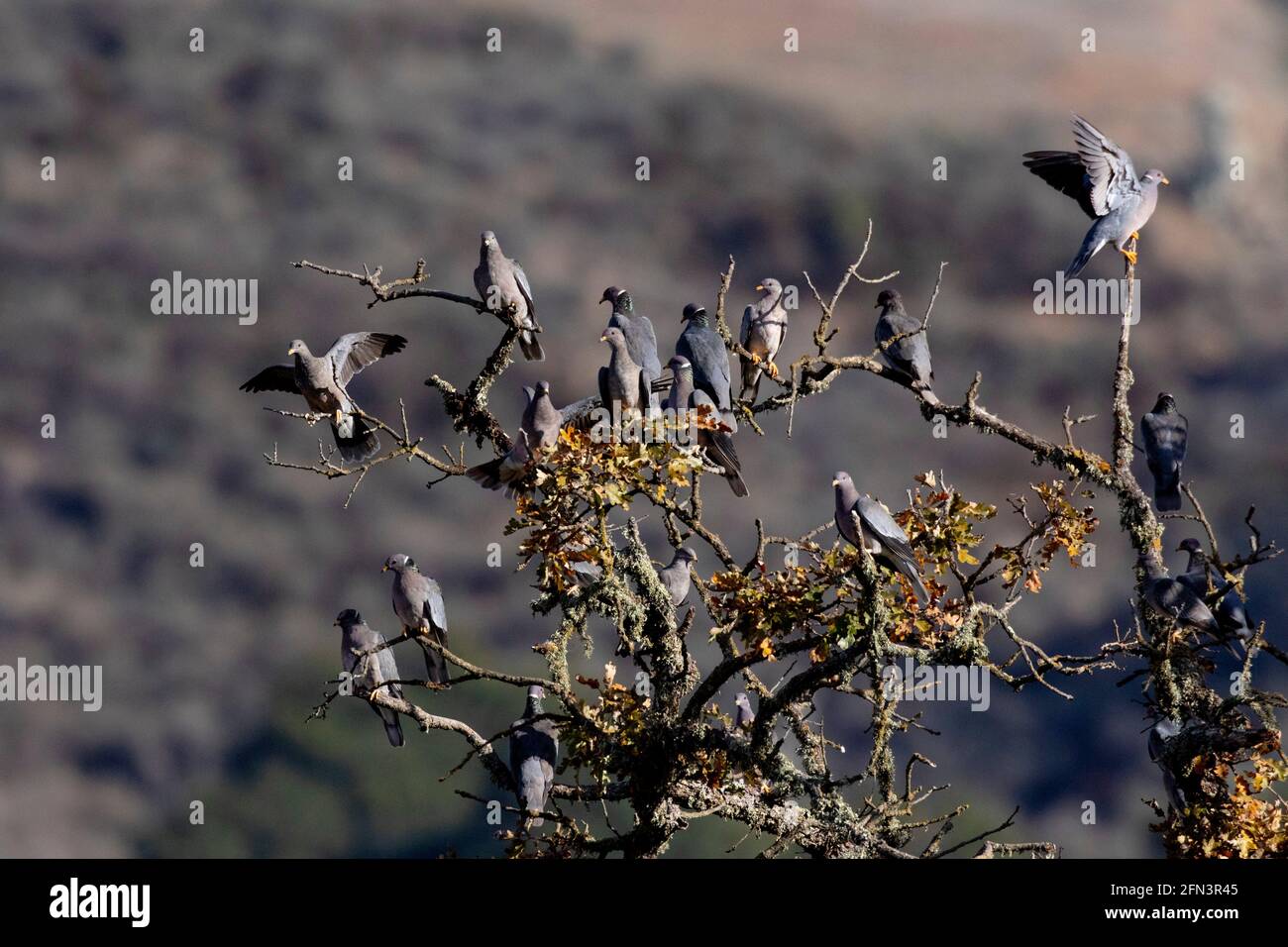 Band-tailed Pigeon flock roost in Valley Oak, Diablo Mountains, San ...