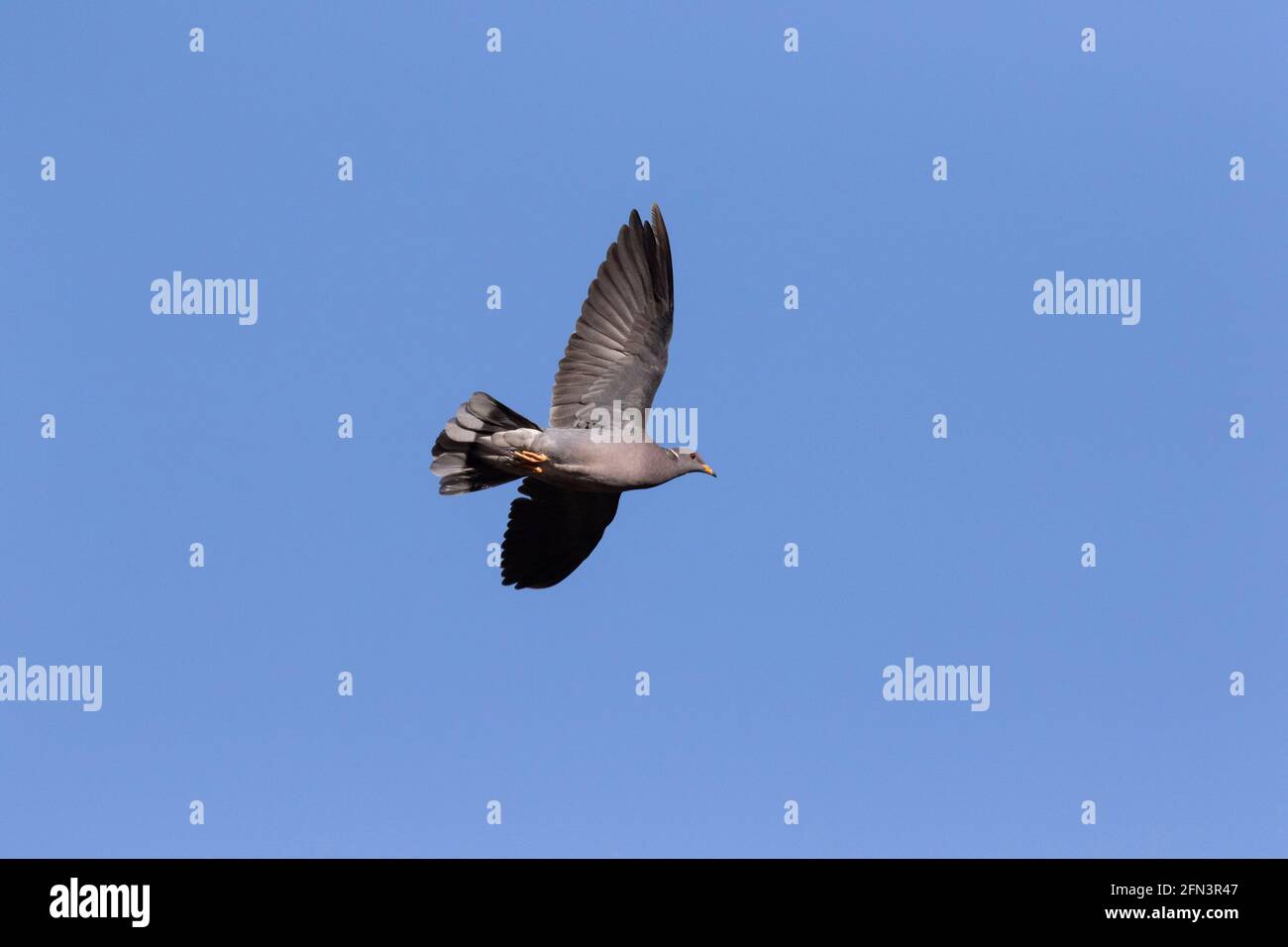 Band-tailed Pigeon in flight, Columba fasciata, Coast Range, Diablo ...