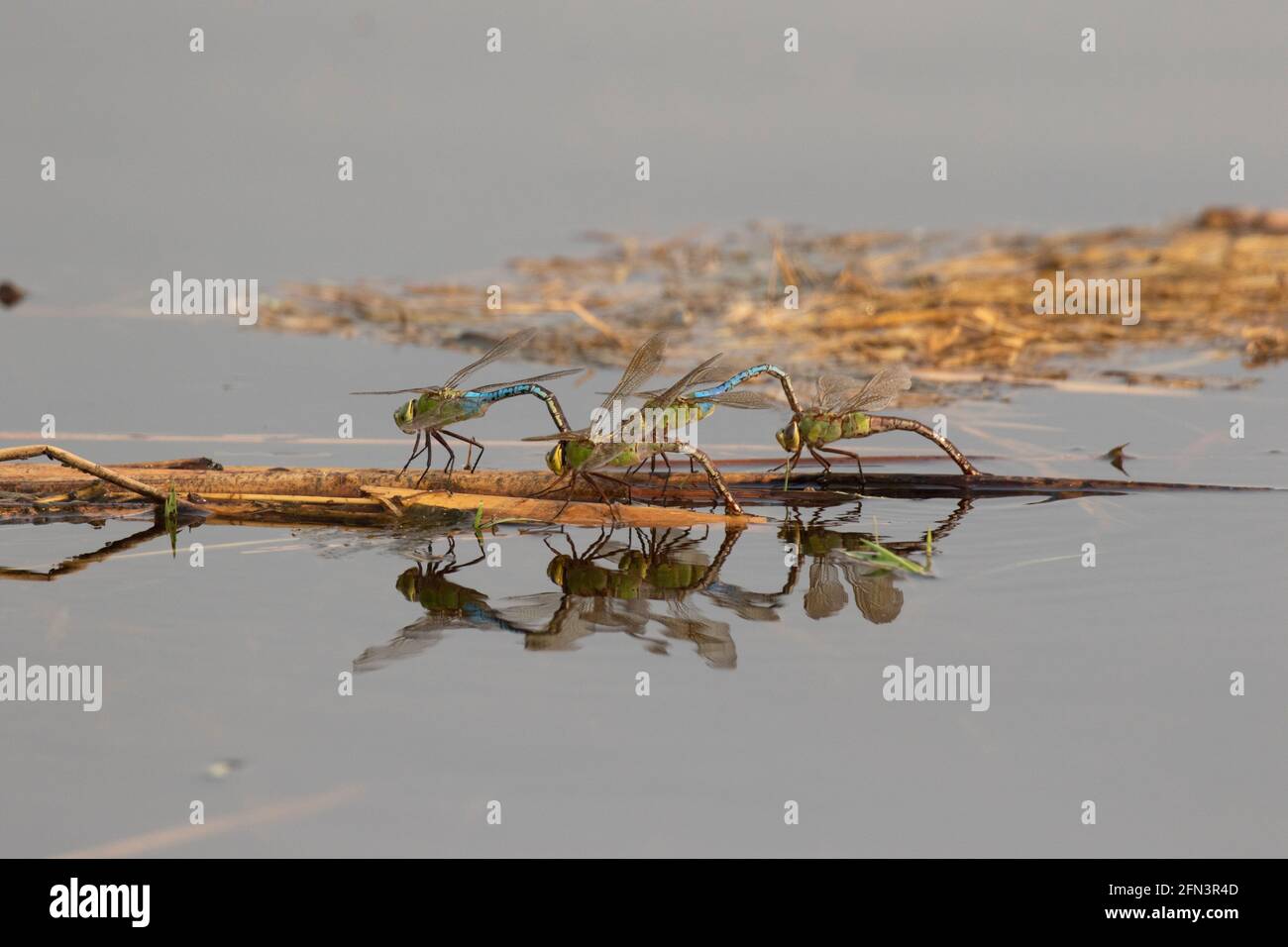 Green Darner Dragonflies oviposit eggs in aquatic bulrush at Merced ...